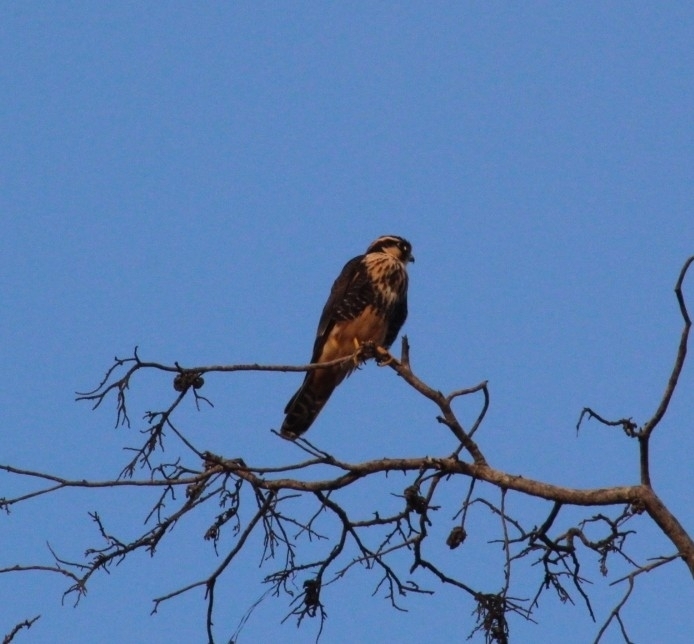Aplomado Falcon from Ovalle, Coquimbo, Chile on January 09, 2023 at 06: ...