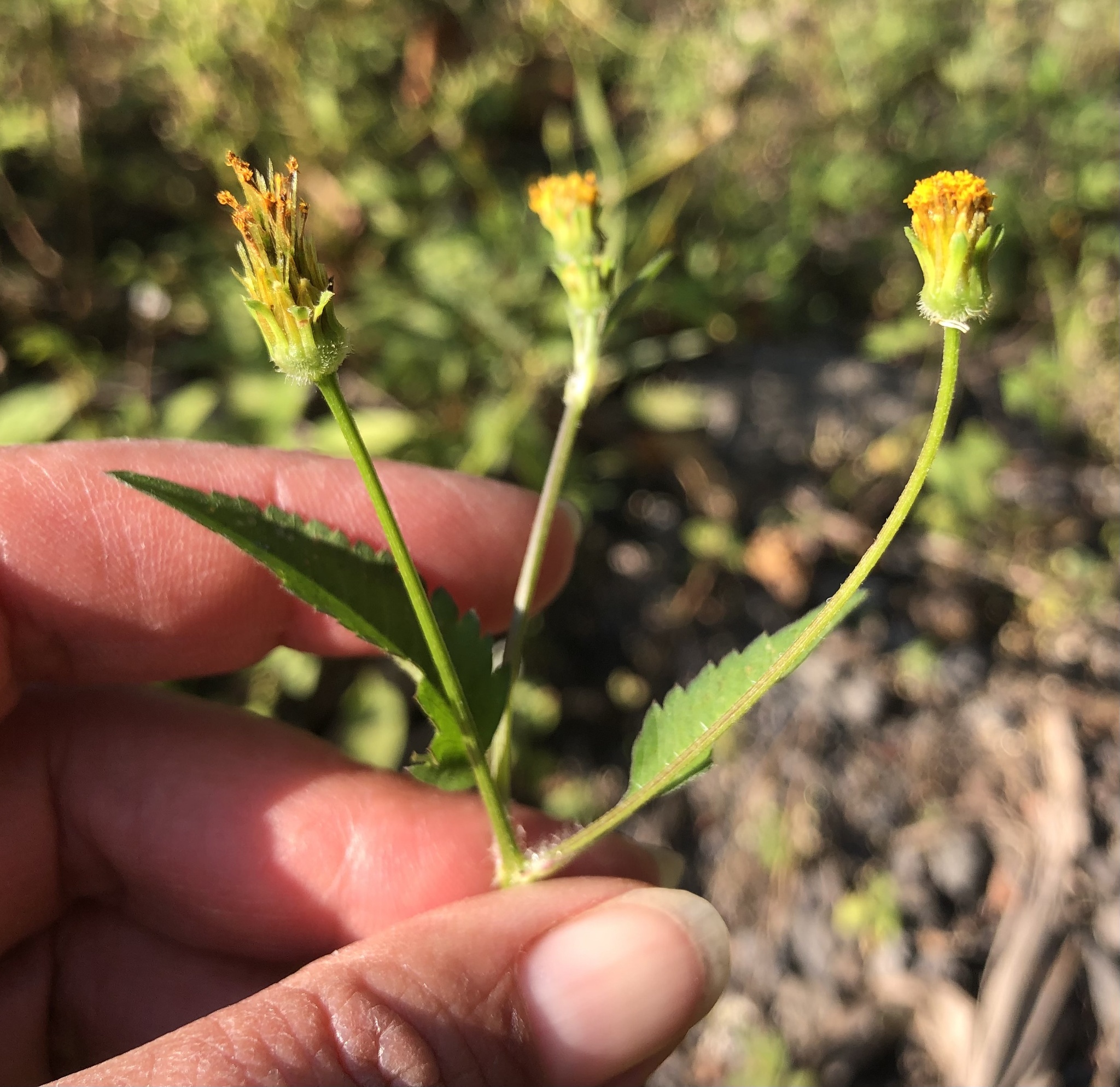 Bidens pilosa L.