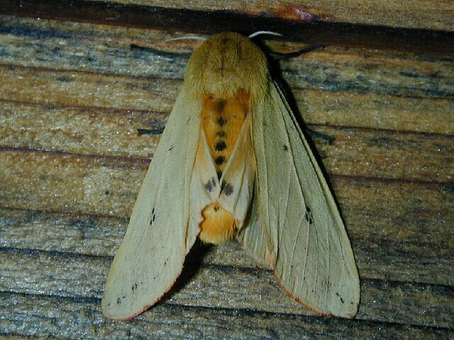 Isabella Tiger Moth from Jamaica Bay Wildlife Refuge, Queens, NY, USA ...