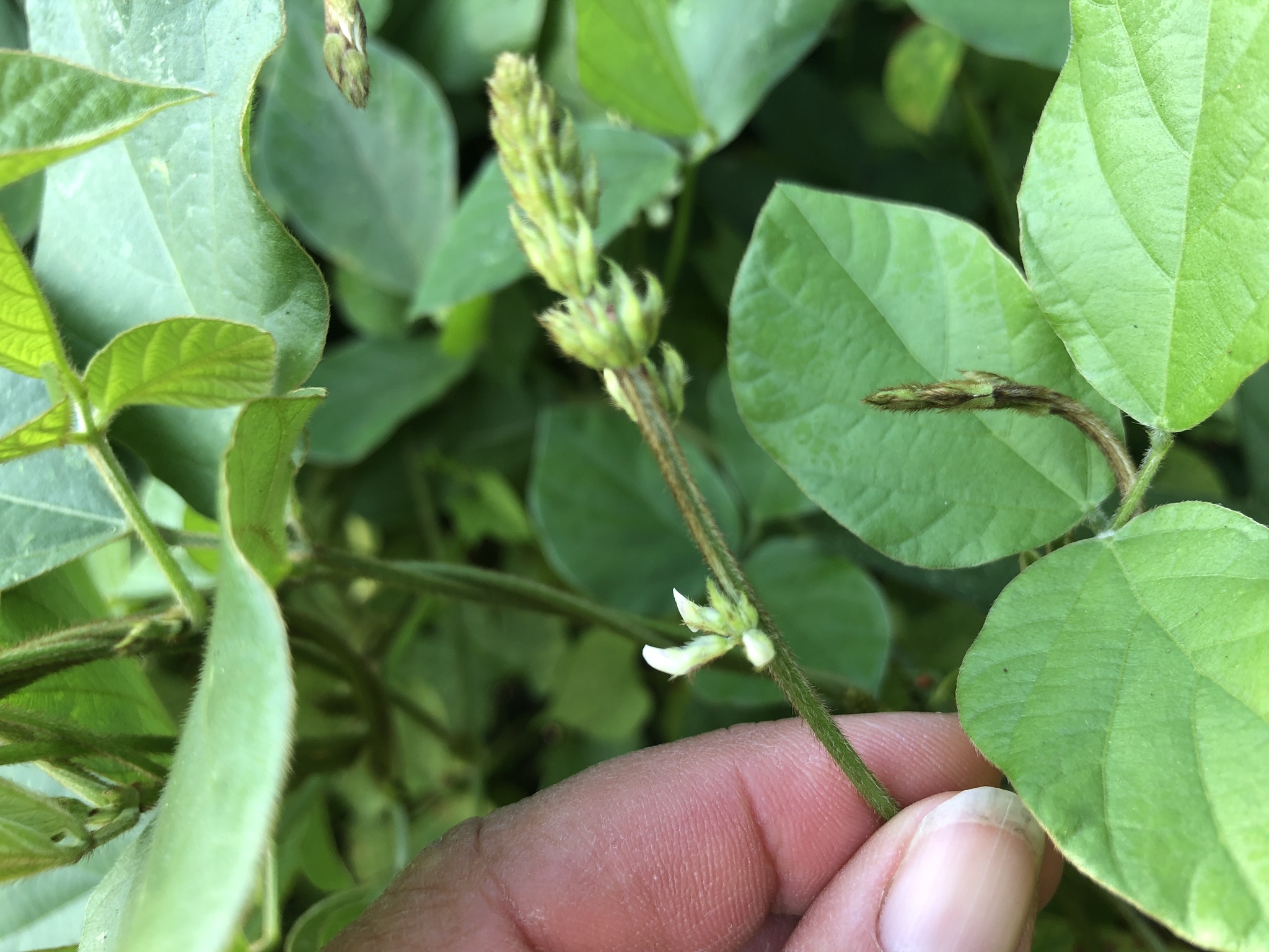 Neonotonia J.A.Lackey