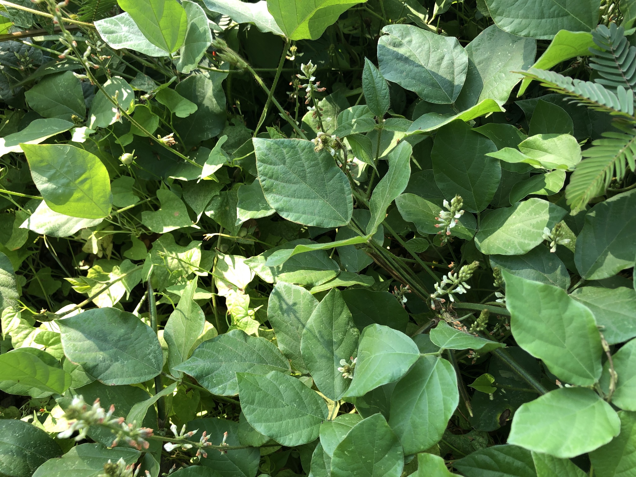 Neonotonia J.A.Lackey