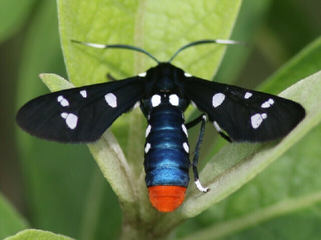 Polka-Dot Wasp Moth from Markham Park, Sunrise, FL, USA on December 10 ...