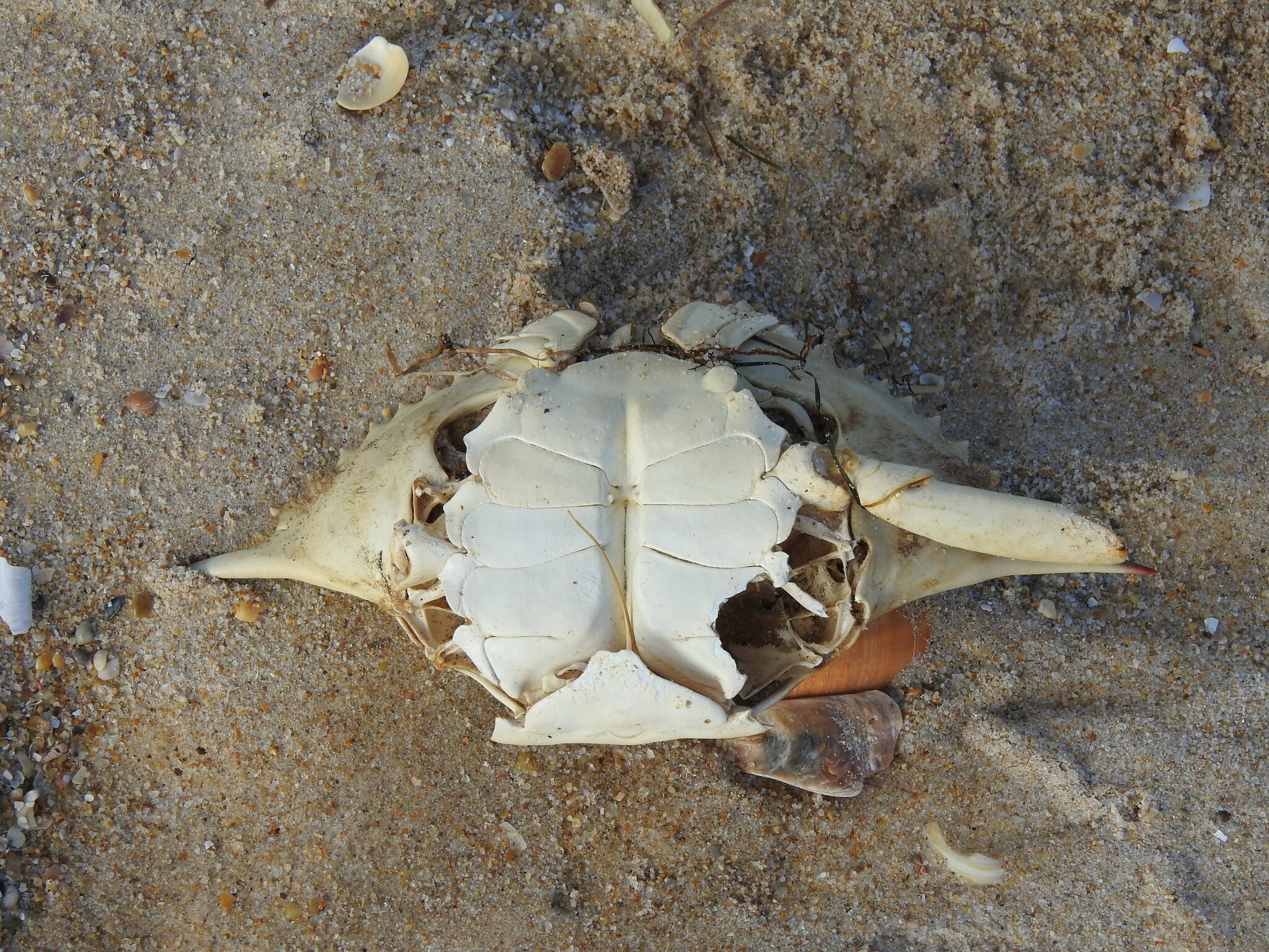 Callinectes sapidus Rathbun, 1896