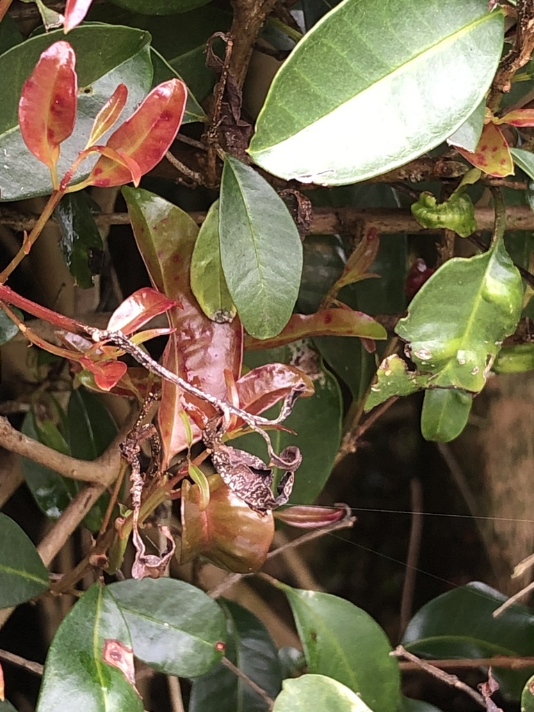 Myrtle Rust from North Island, Auckland, Auckland, NZ on January 13 ...