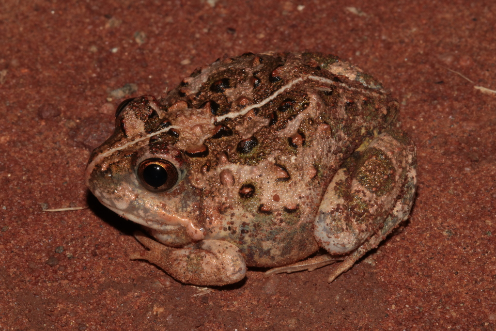 Confused Sand frog from Unnamed Road, Mdoroni, Louis Trichardt, South ...