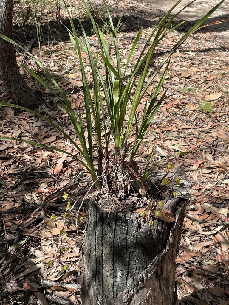 Snake Orchid in November 2022 by Jesse de Vries · iNaturalist