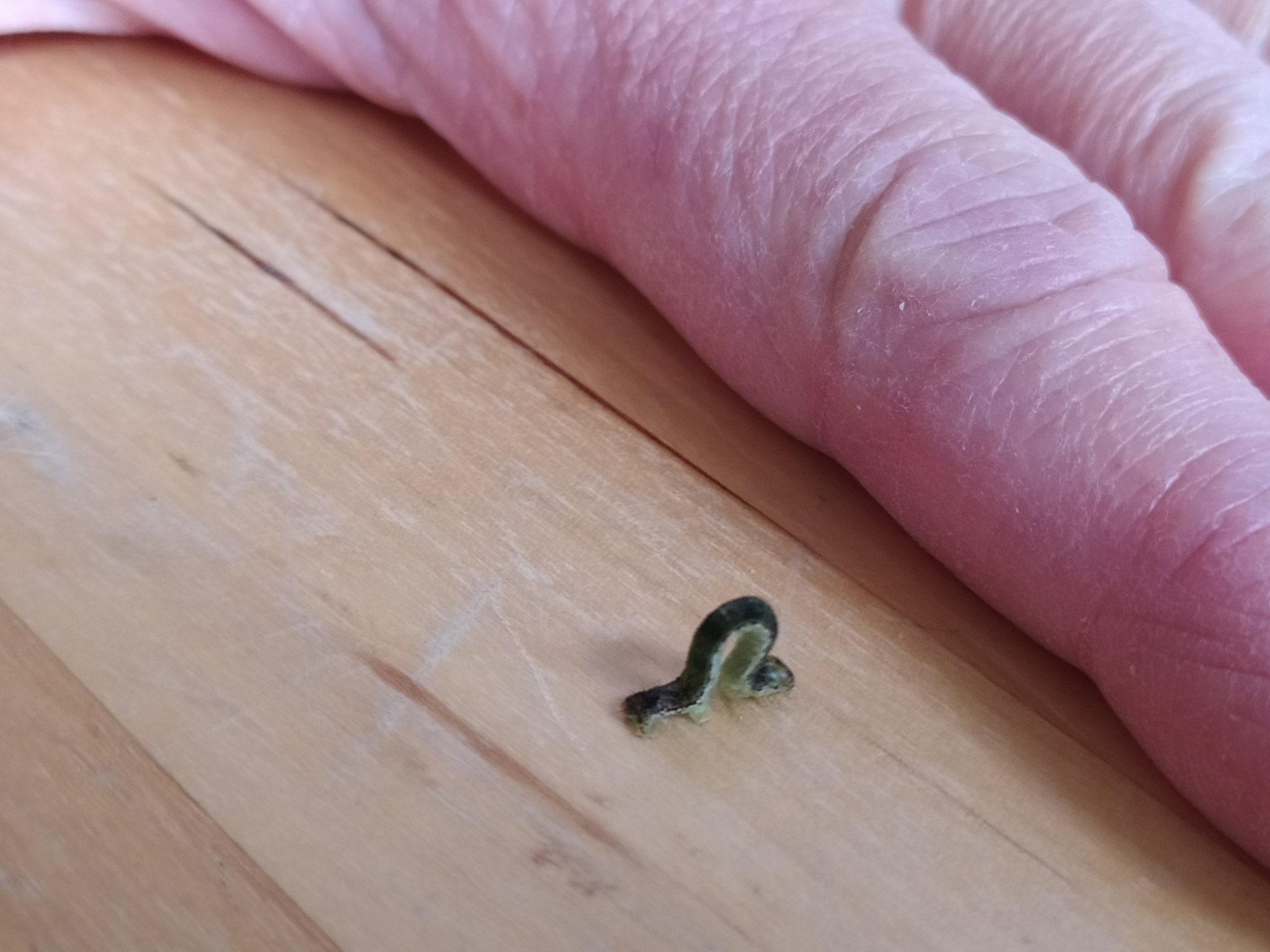 Cleora scriptaria (Walker, 1860)