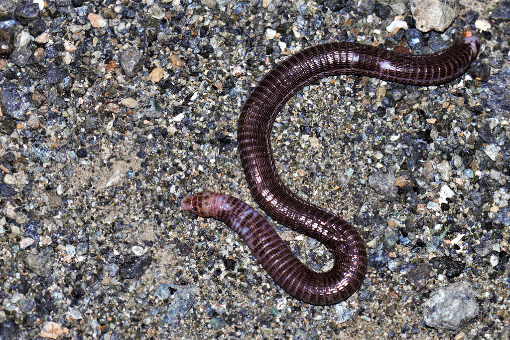 Levant Worm Lizard from Osmaniye Merkez/Osmaniye, Türkiye on November ...