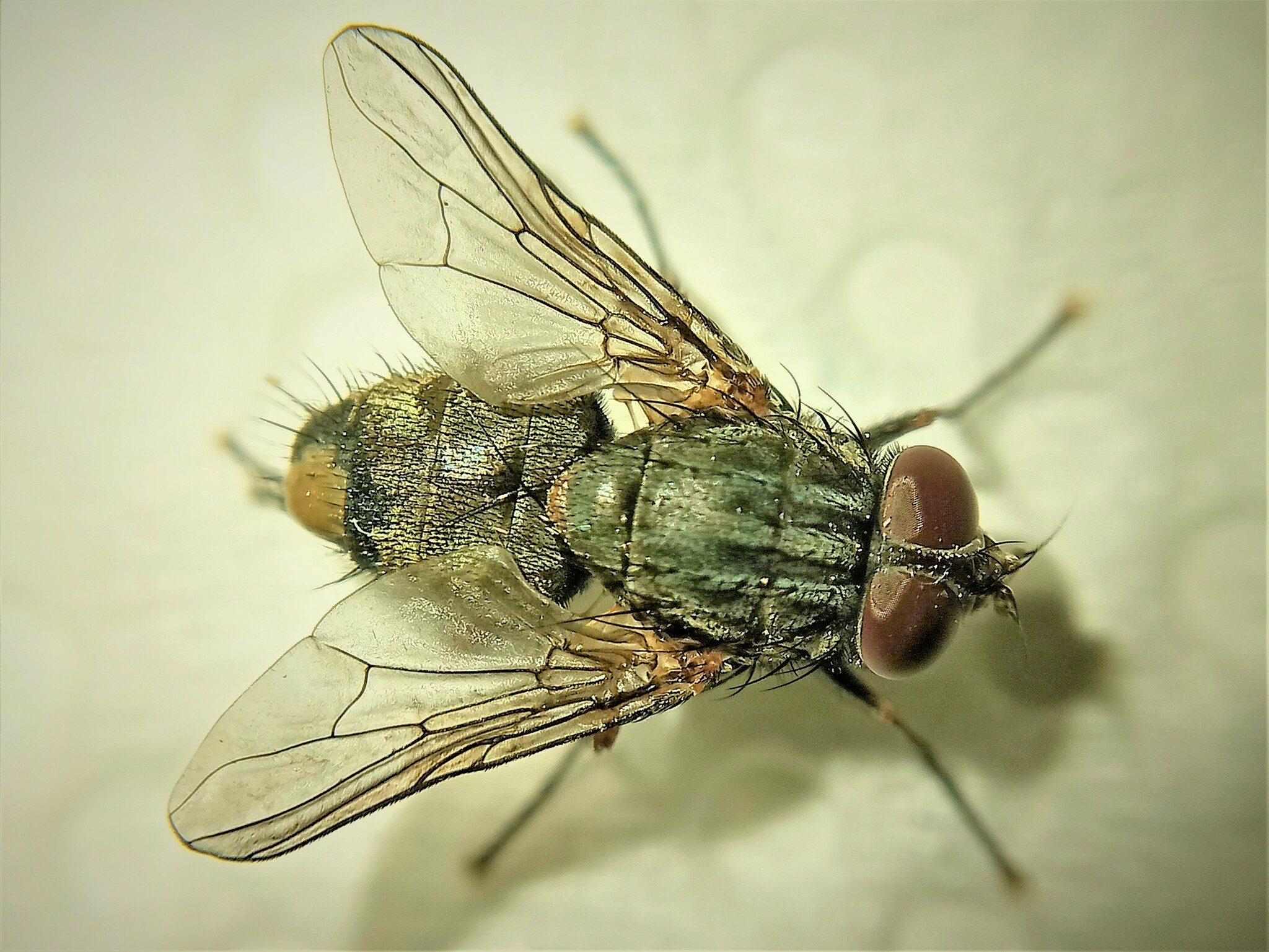 Muscidae