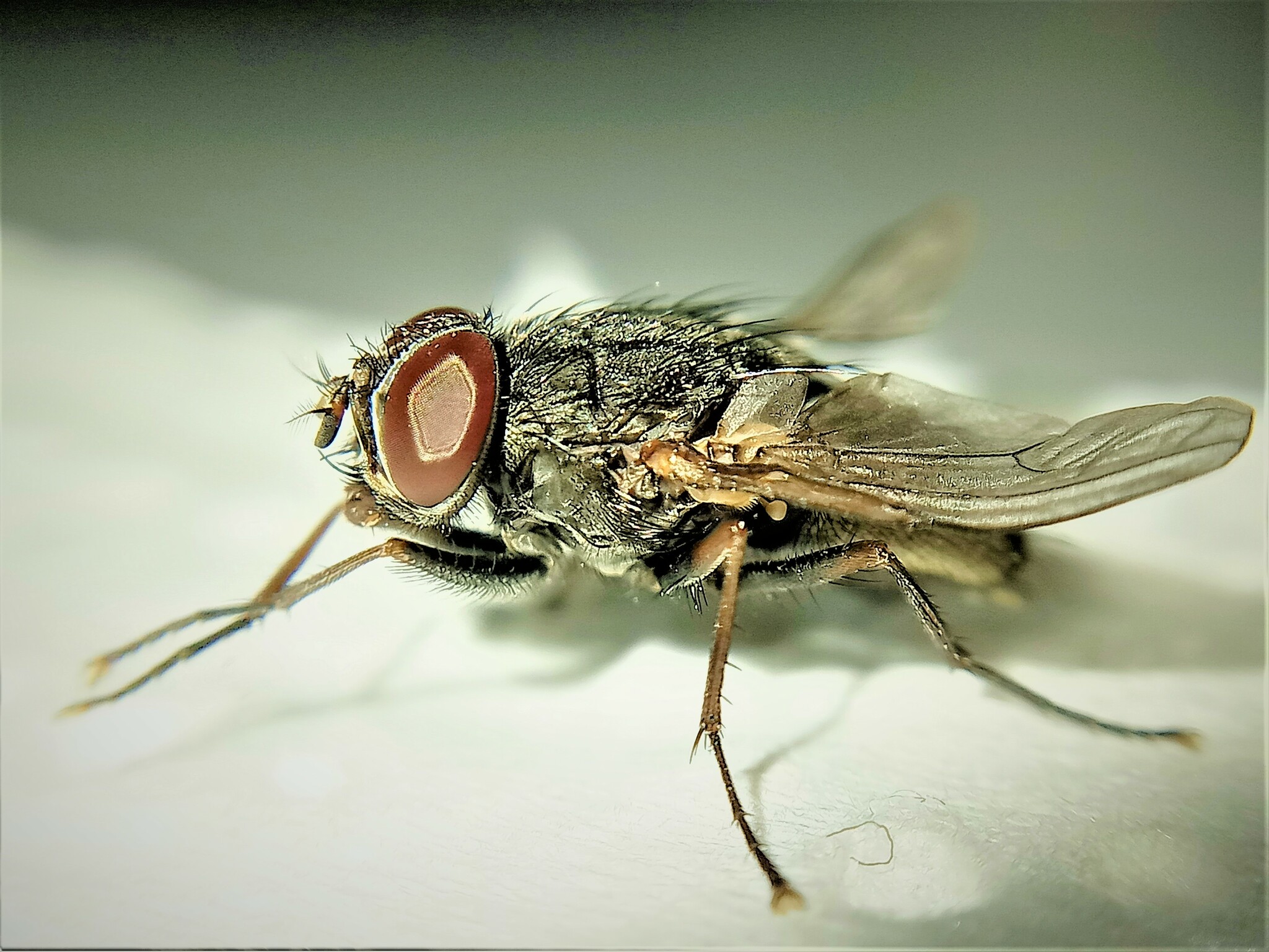 Muscidae