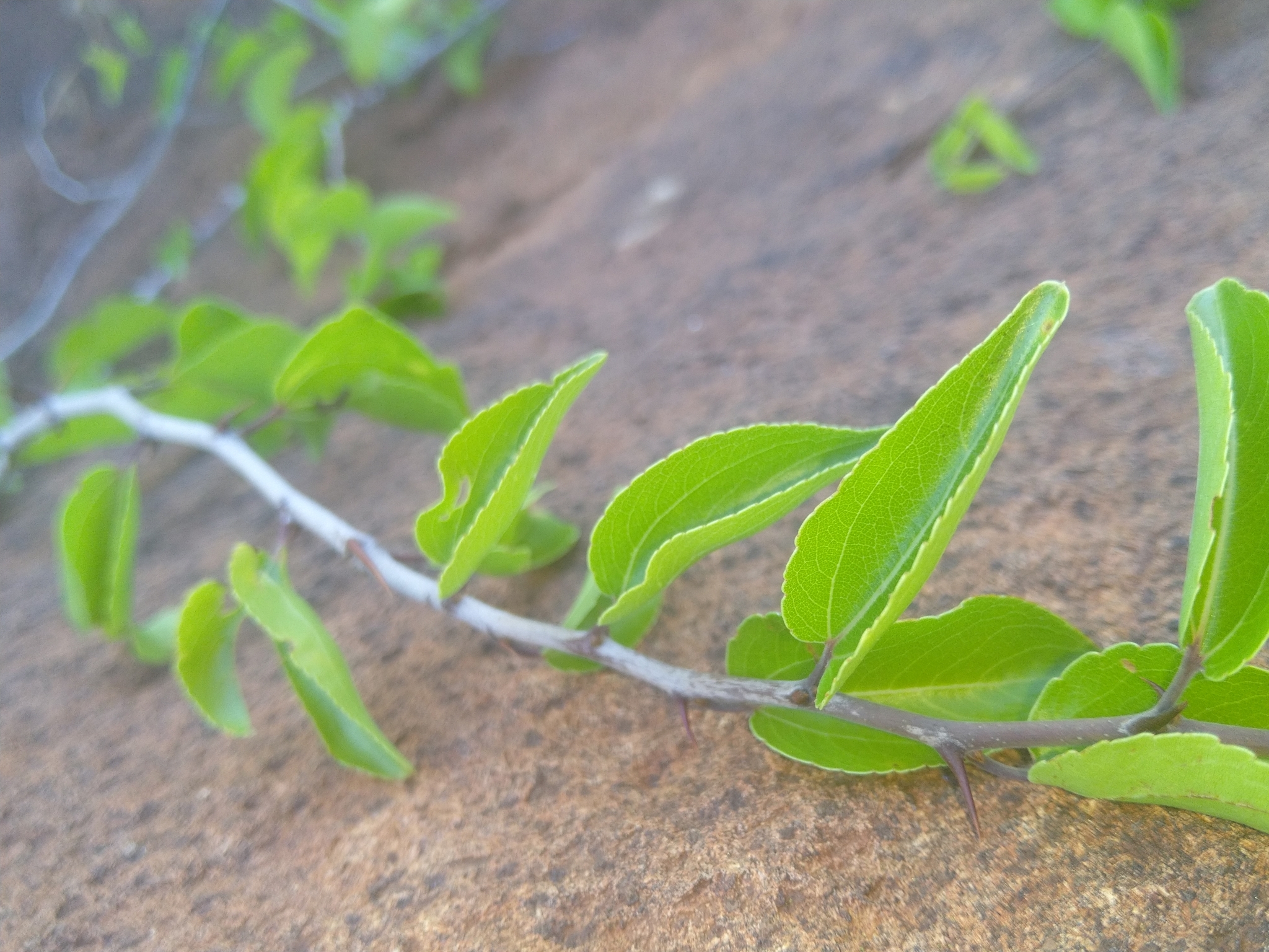 Ziziphus mucronata Willd.