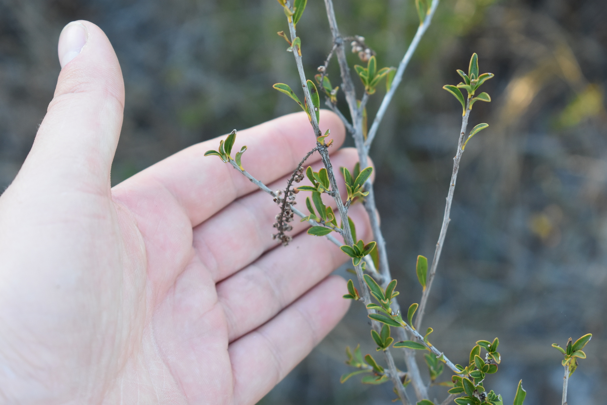 Cyrilla racemiflora L.