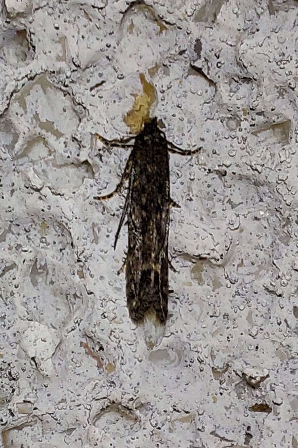 Tuta absoluta (Meyrick, 1917)