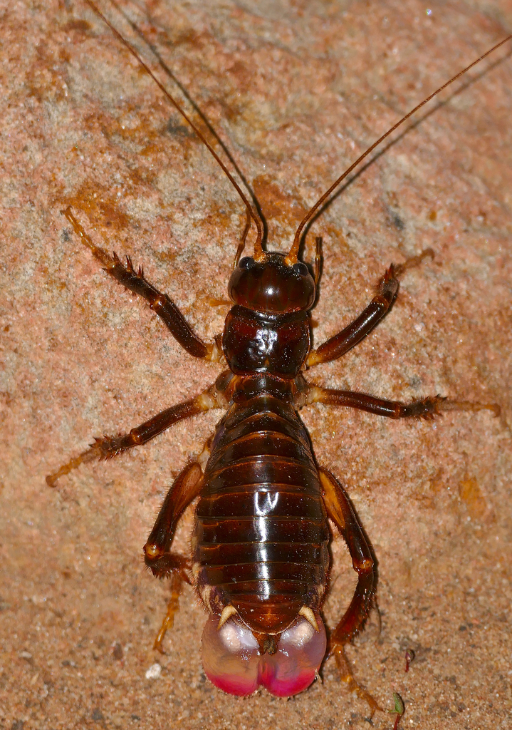 Sand Crickets from Moretele Tented Camp, Borakalalo NP, Madibeng ...