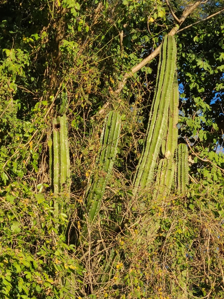 Indian Comb from El Limón on January 12, 2023 at 07:39 AM by Pete ...