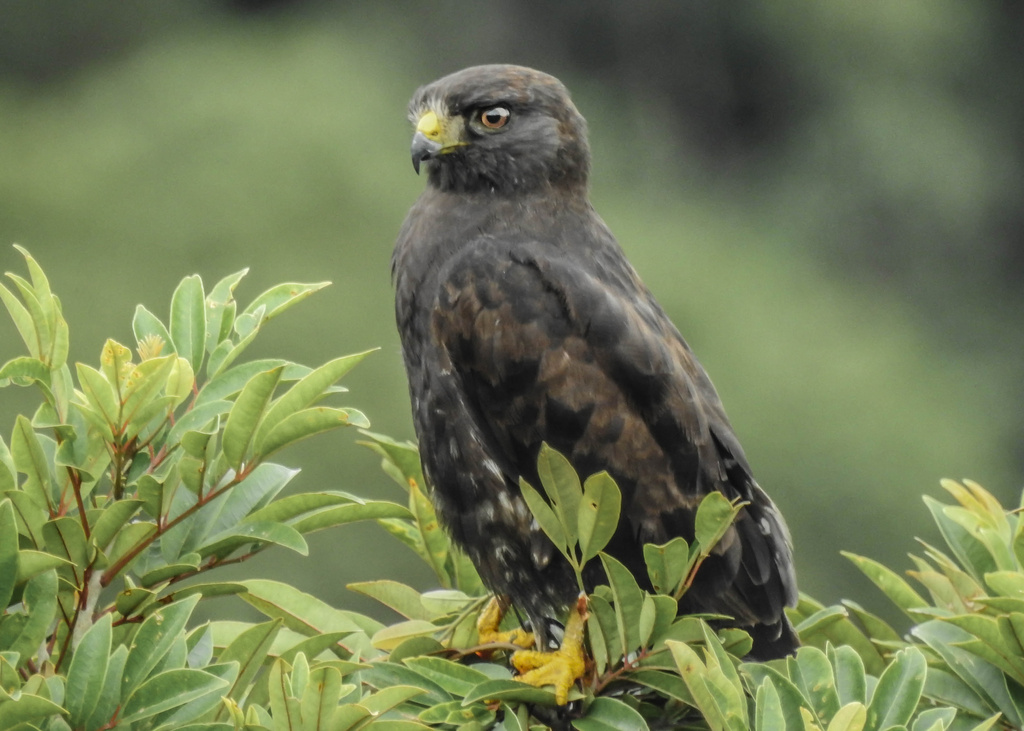 Short-tailed Hawk (Buteo brachyurus) - Avian Discovery