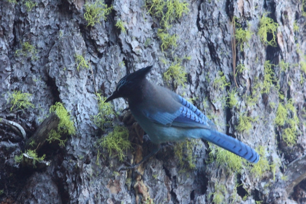 Steller's Jay from Calaveras Big Trees State Park on October 9, 2015 by ...