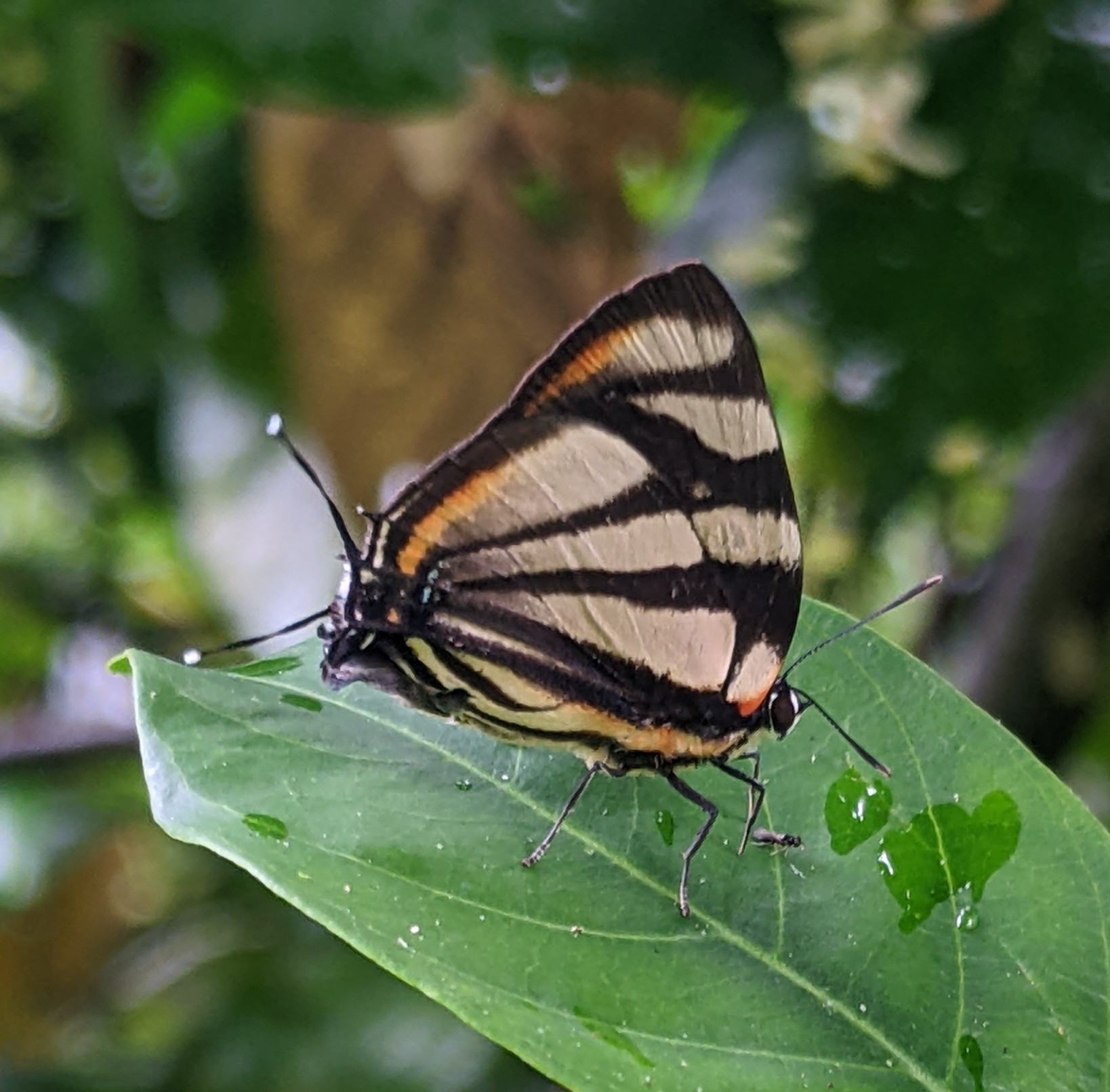 Cycnus phaleros (Linnaeus, 1767)