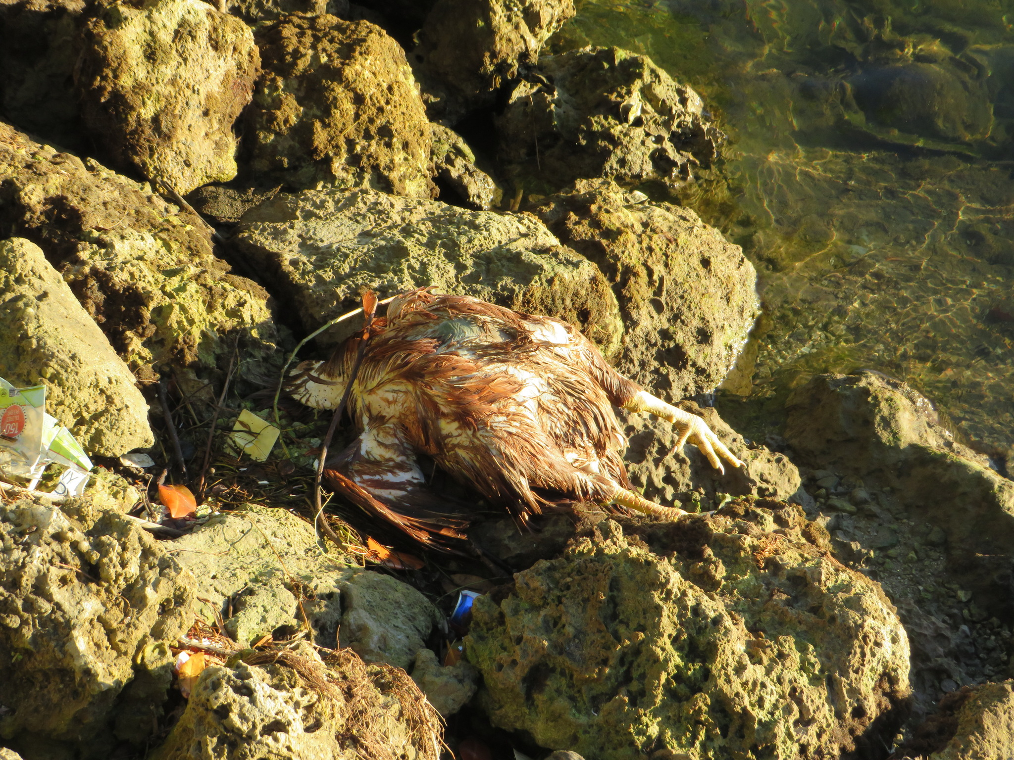 Gallus gallus (Linnaeus, 1758)
