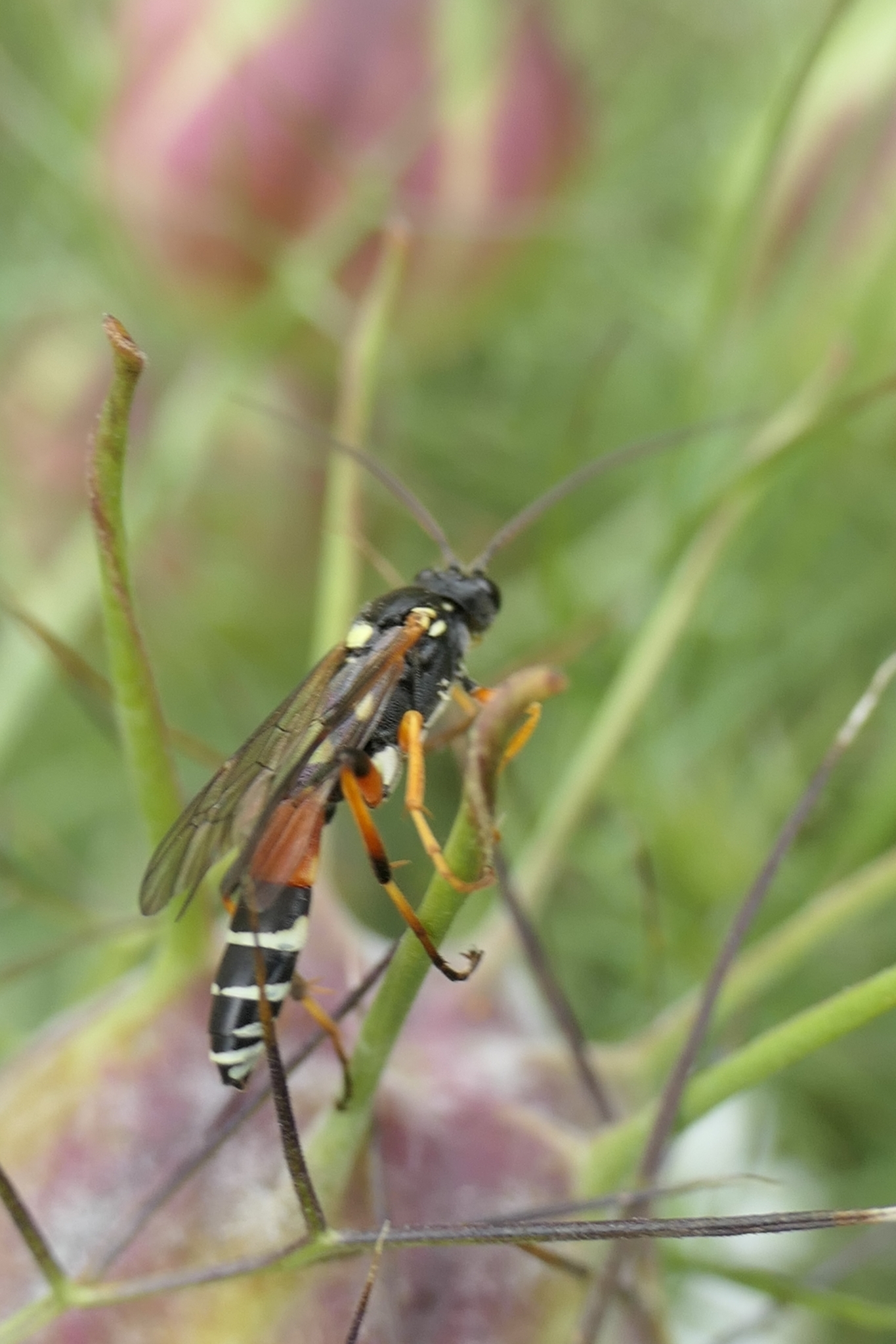 Ichneumon promissorius Erichson, 1842
