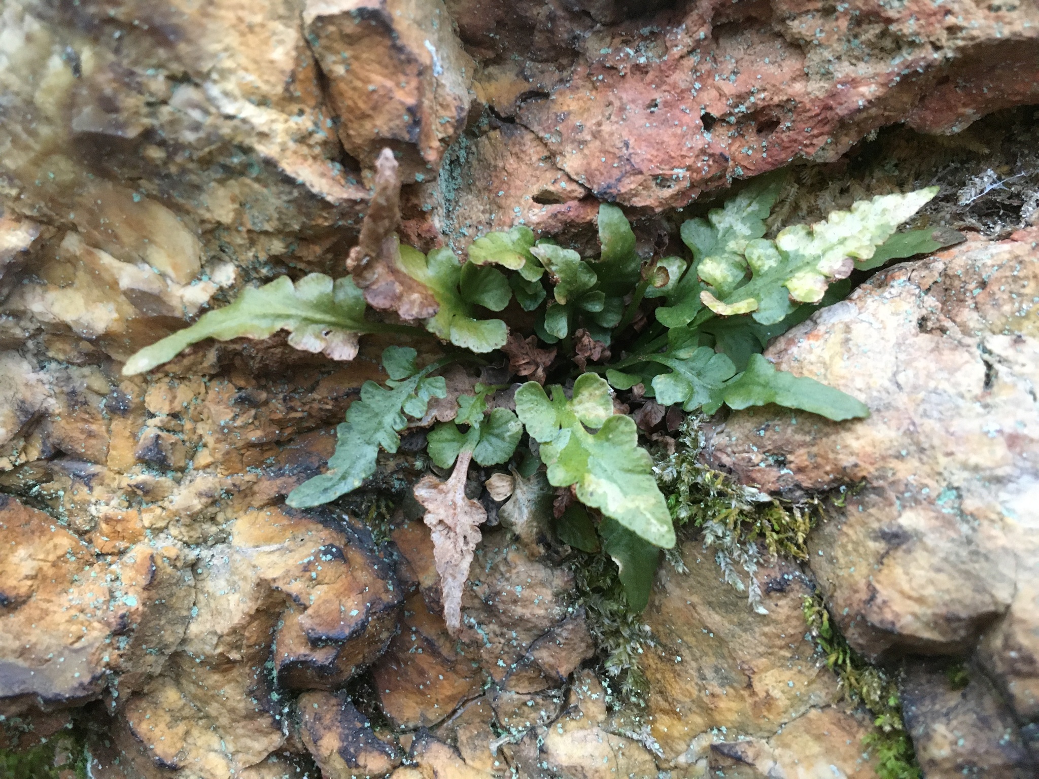 Asplenium pinnatifidum Nutt.