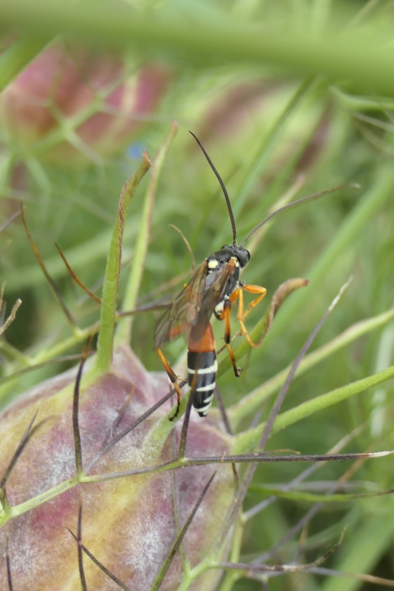 Ichneumon promissorius Erichson, 1842