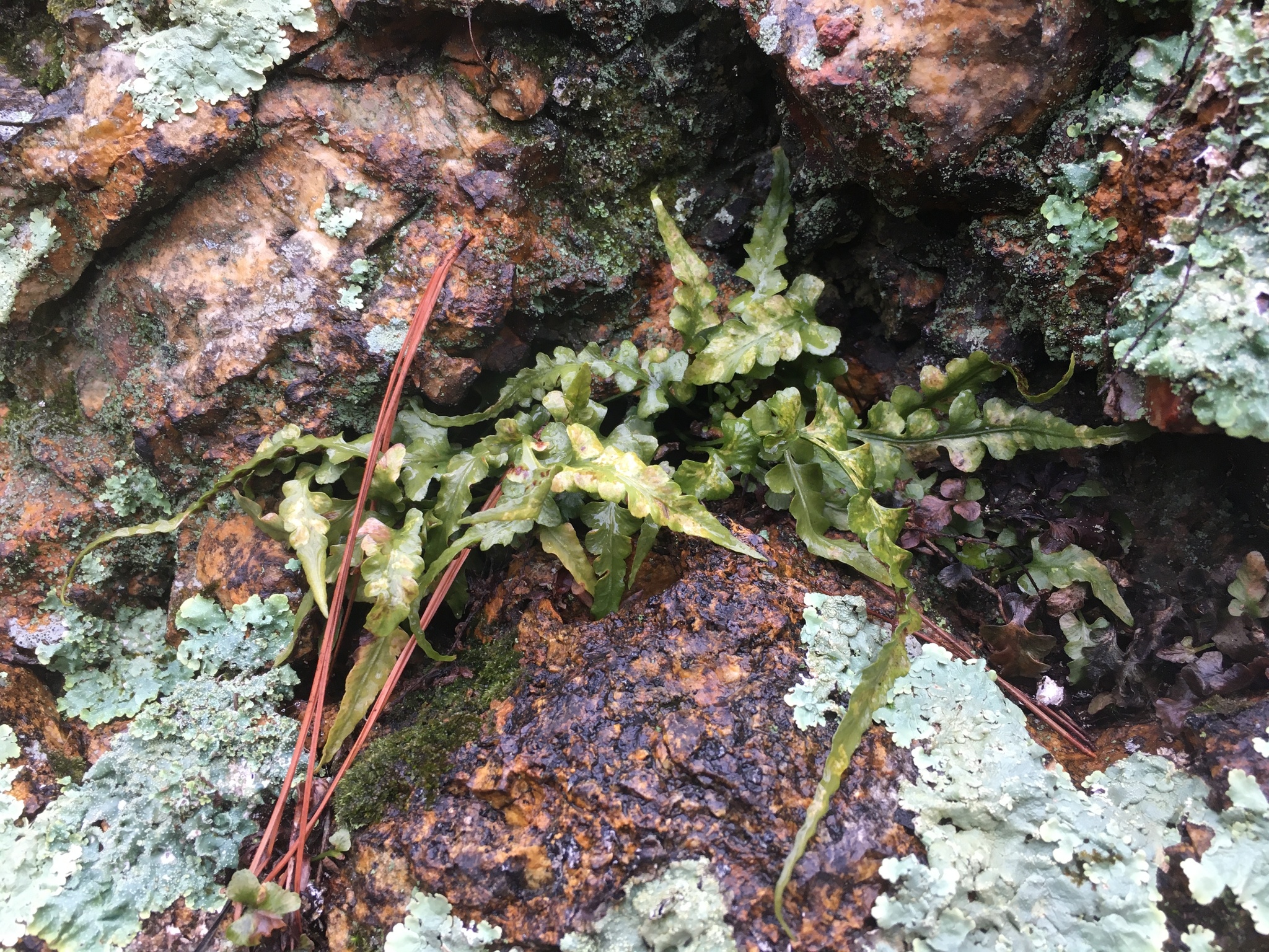 Asplenium pinnatifidum Nutt.