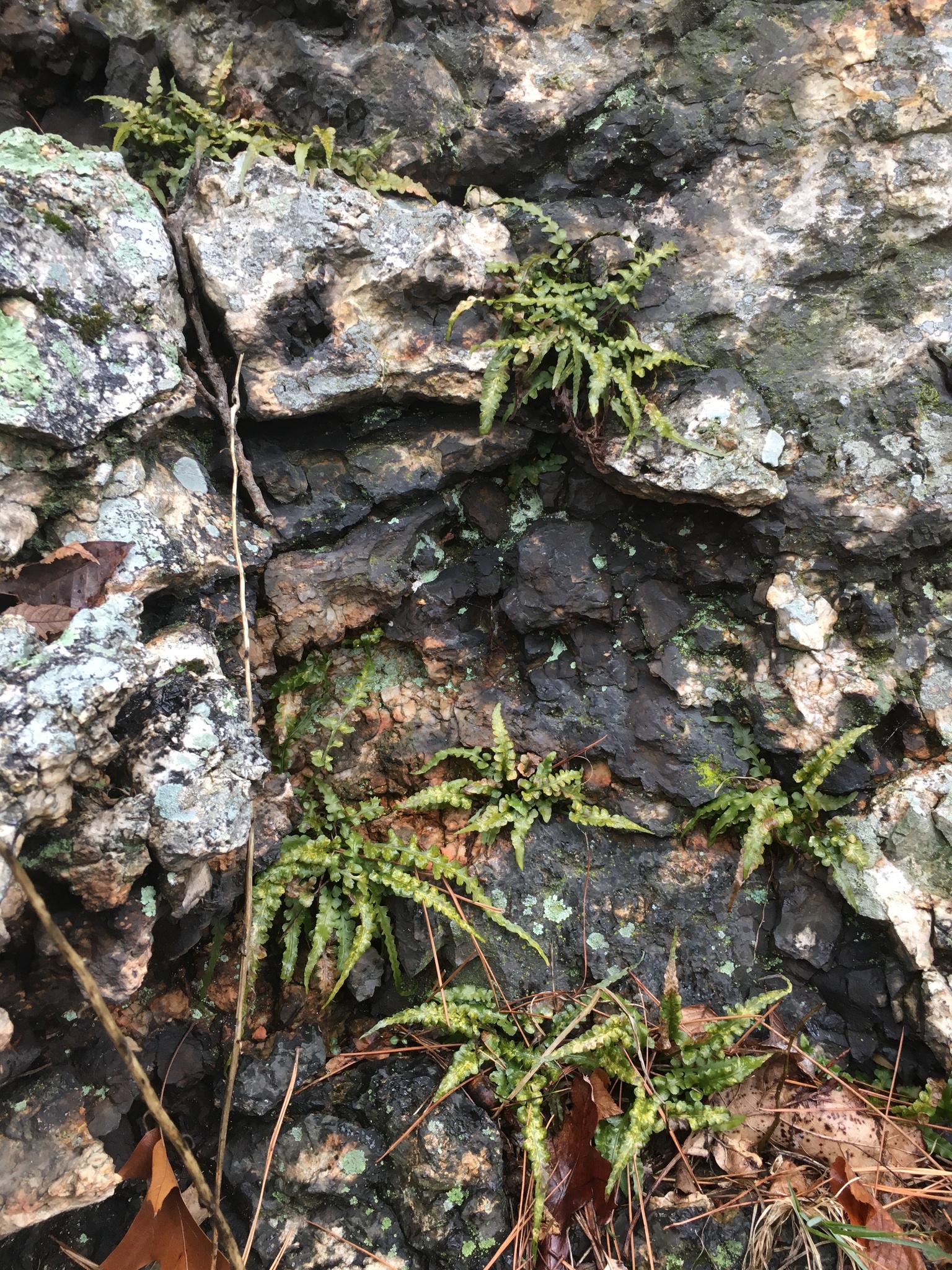 Asplenium pinnatifidum Nutt.