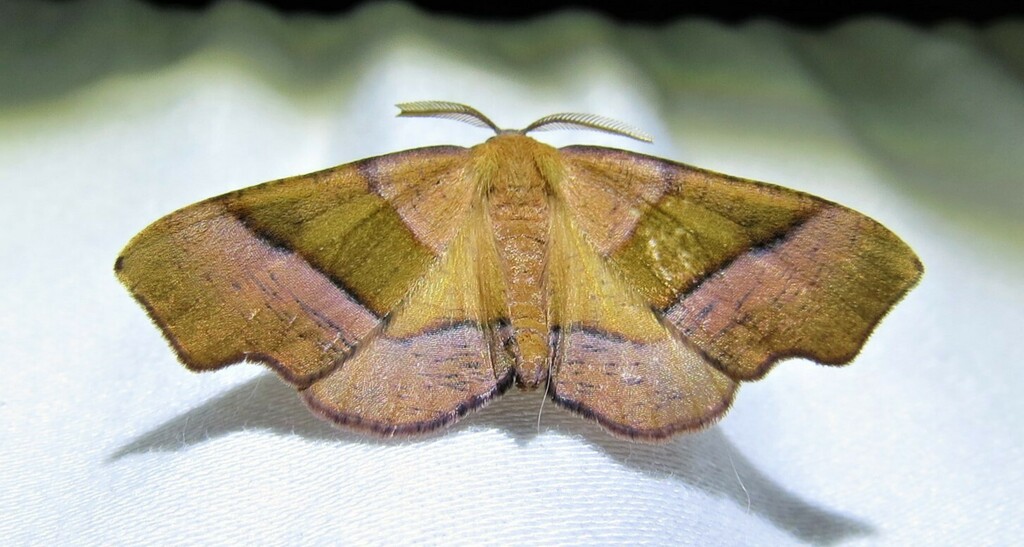 Straight-lined Plagodis Moth from Brown County State Park, Cabin 20 on ...