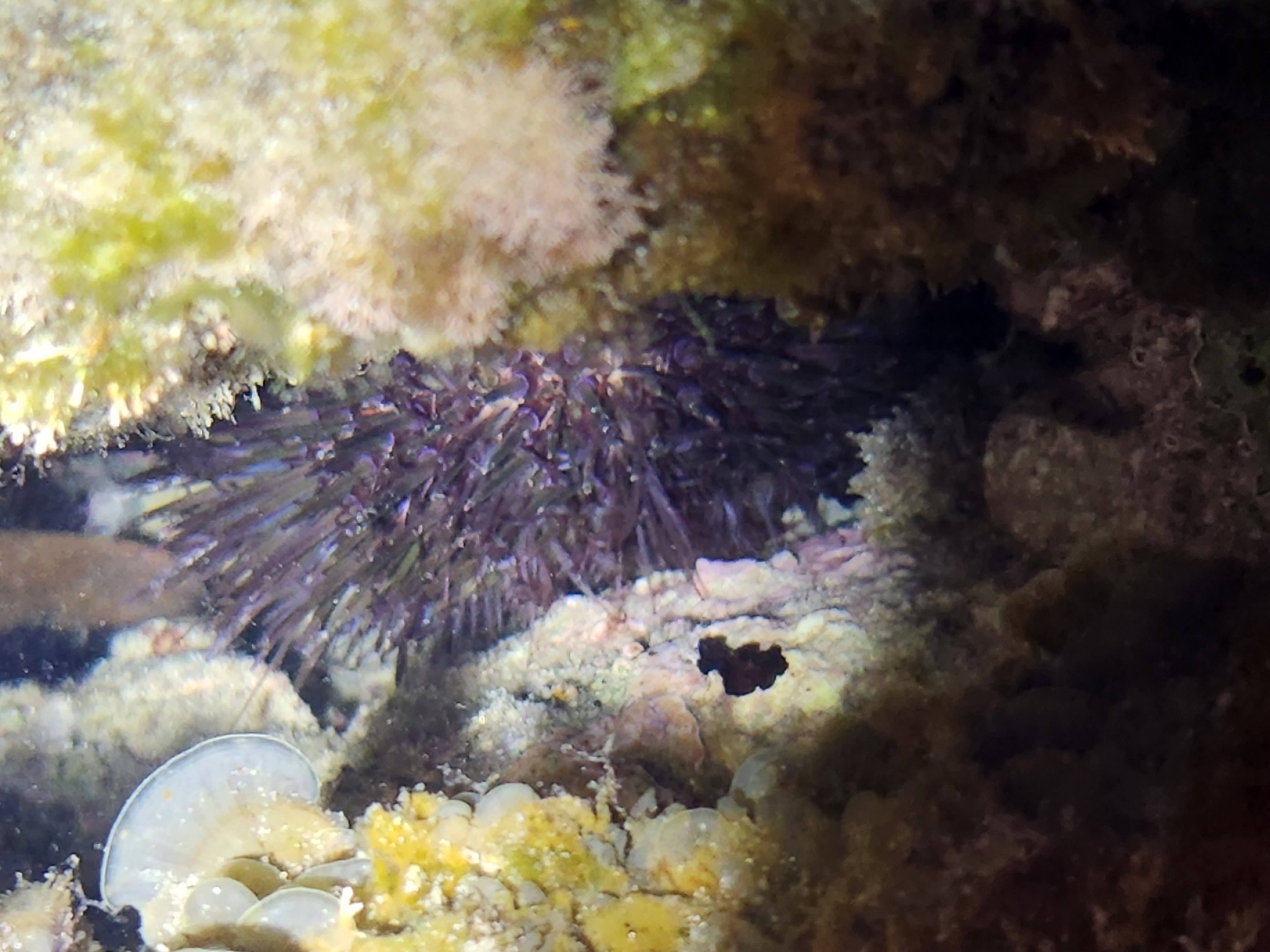 Heliocidaris erythrogramma (Valenciennes, 1846)