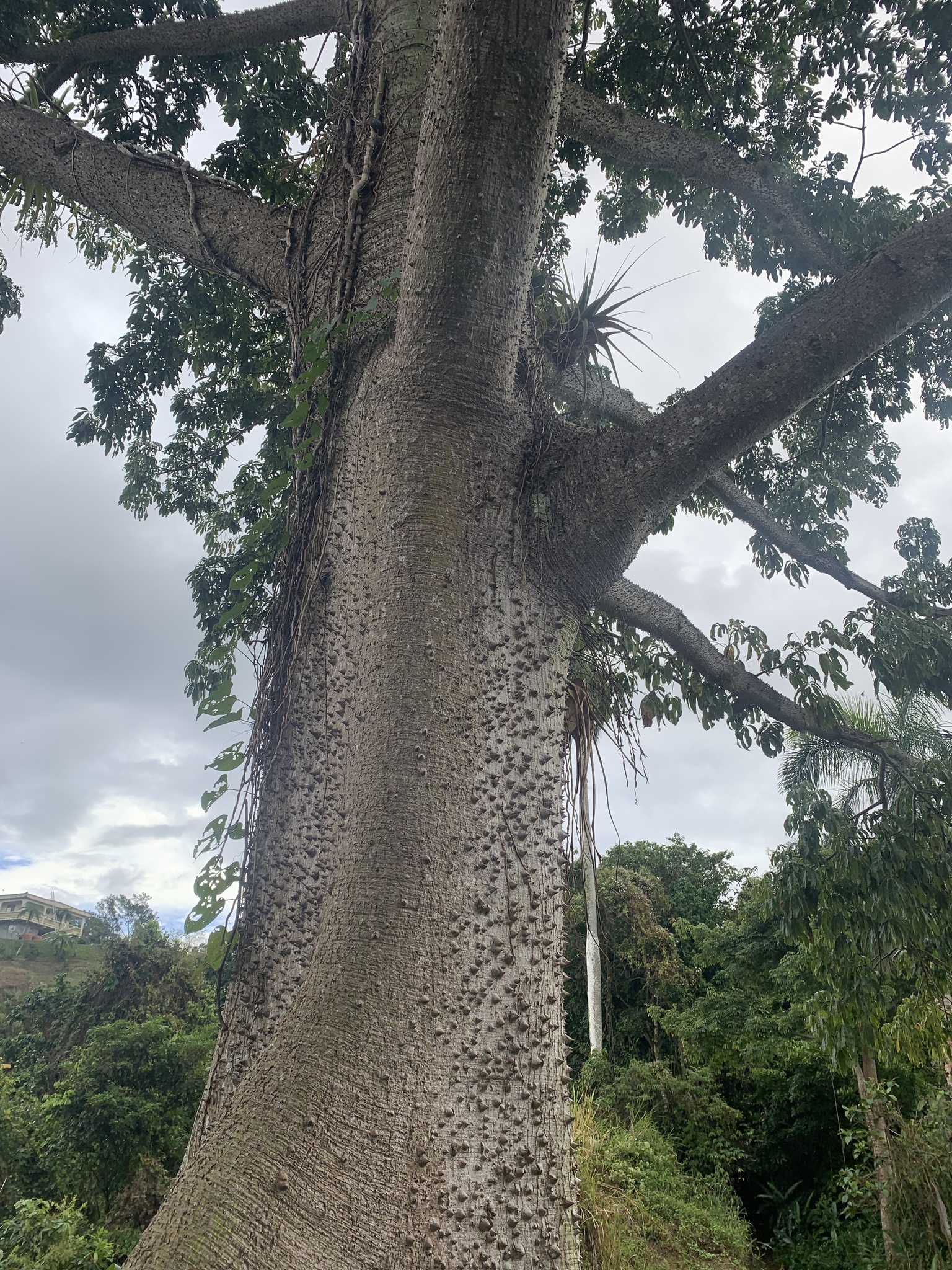 Ceiba pentandra (L.) Gaertn.