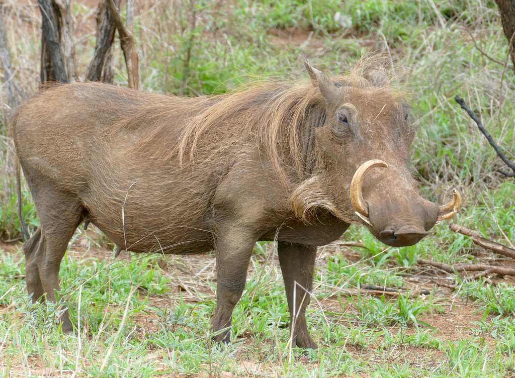 Common Warthog (Phacochoerus africanus) - Know Your Mammals