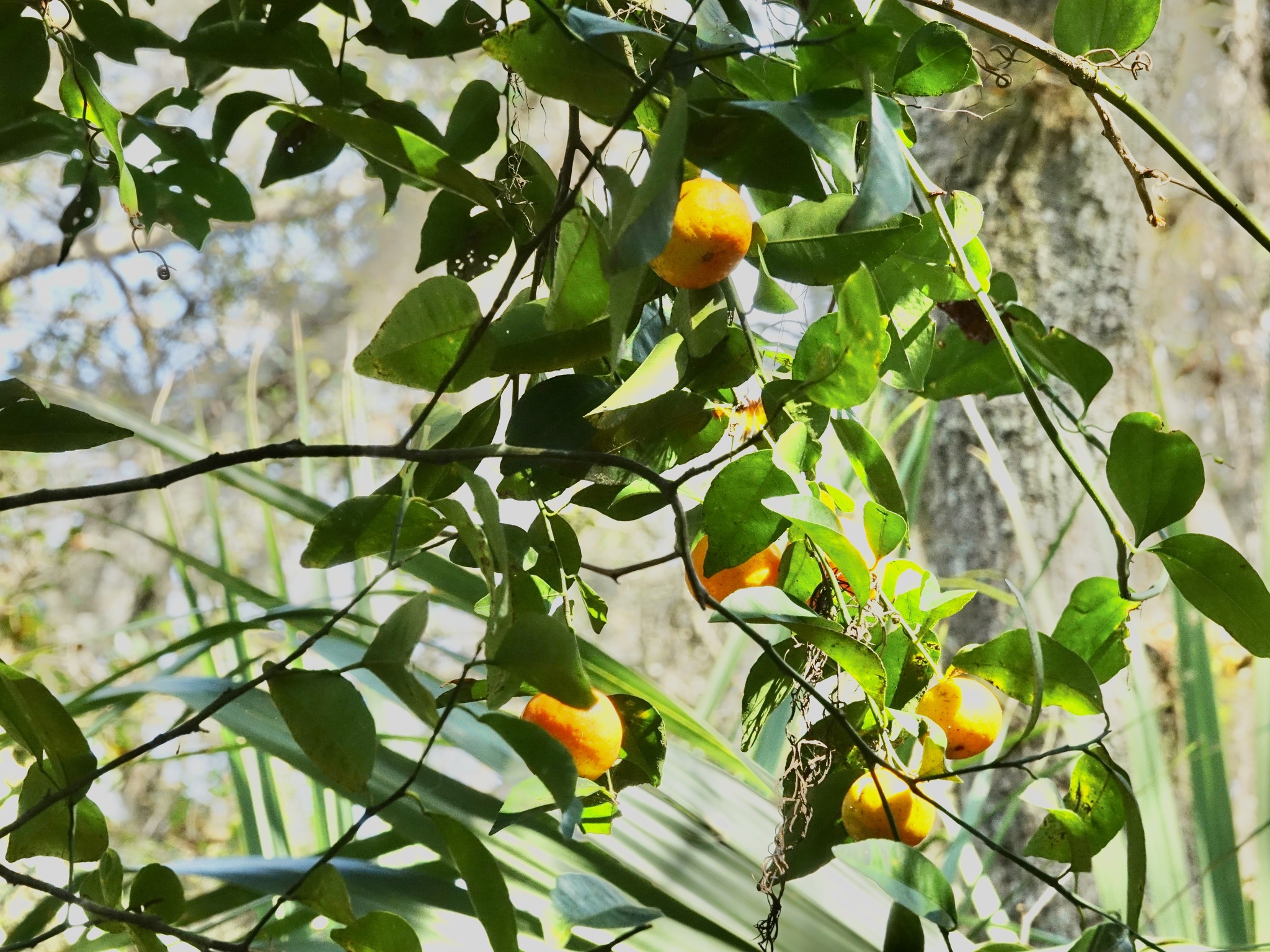 Citrus reticulata Blanco