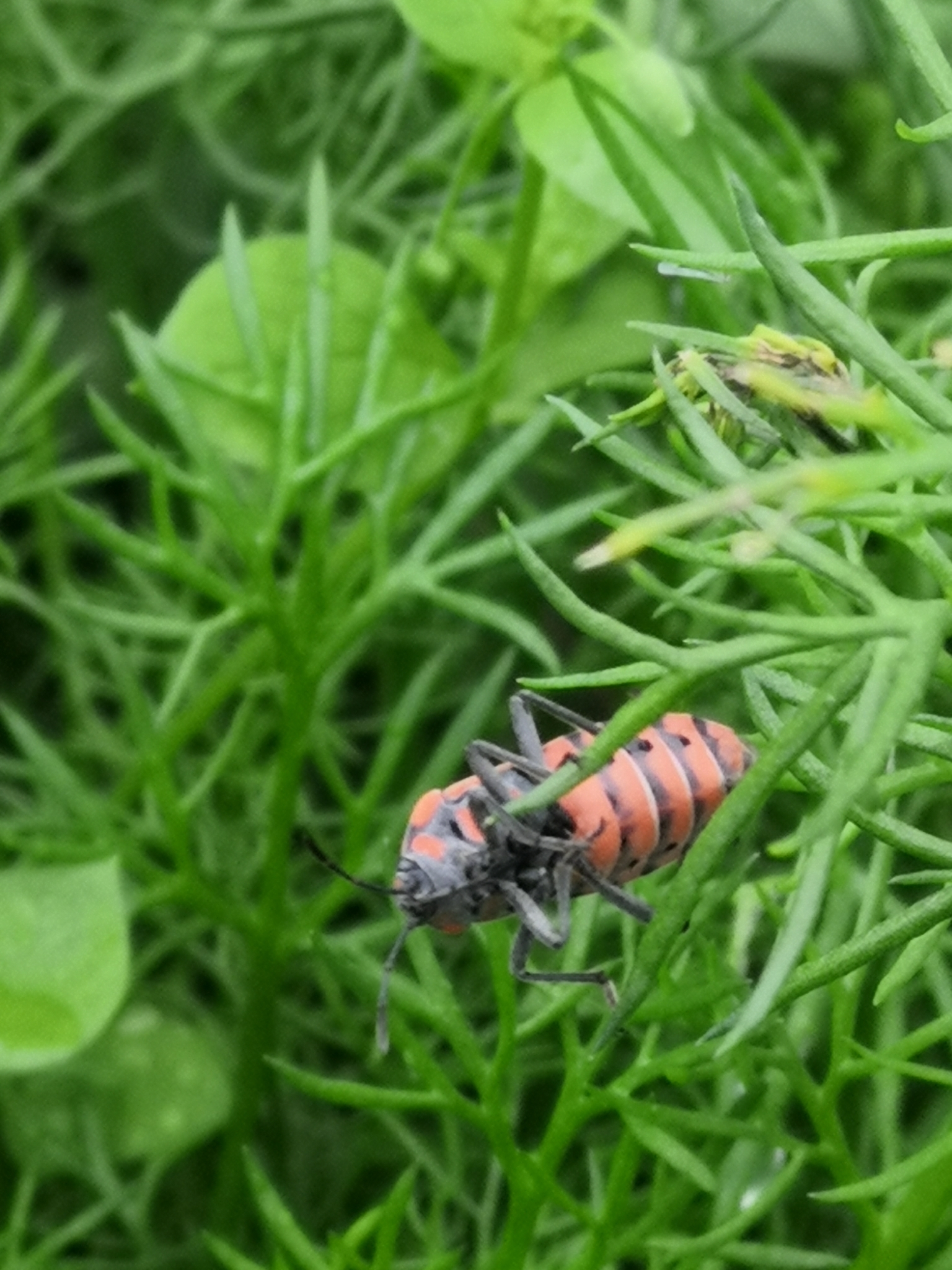 Spilostethus pandurus (Scopoli, 1763)