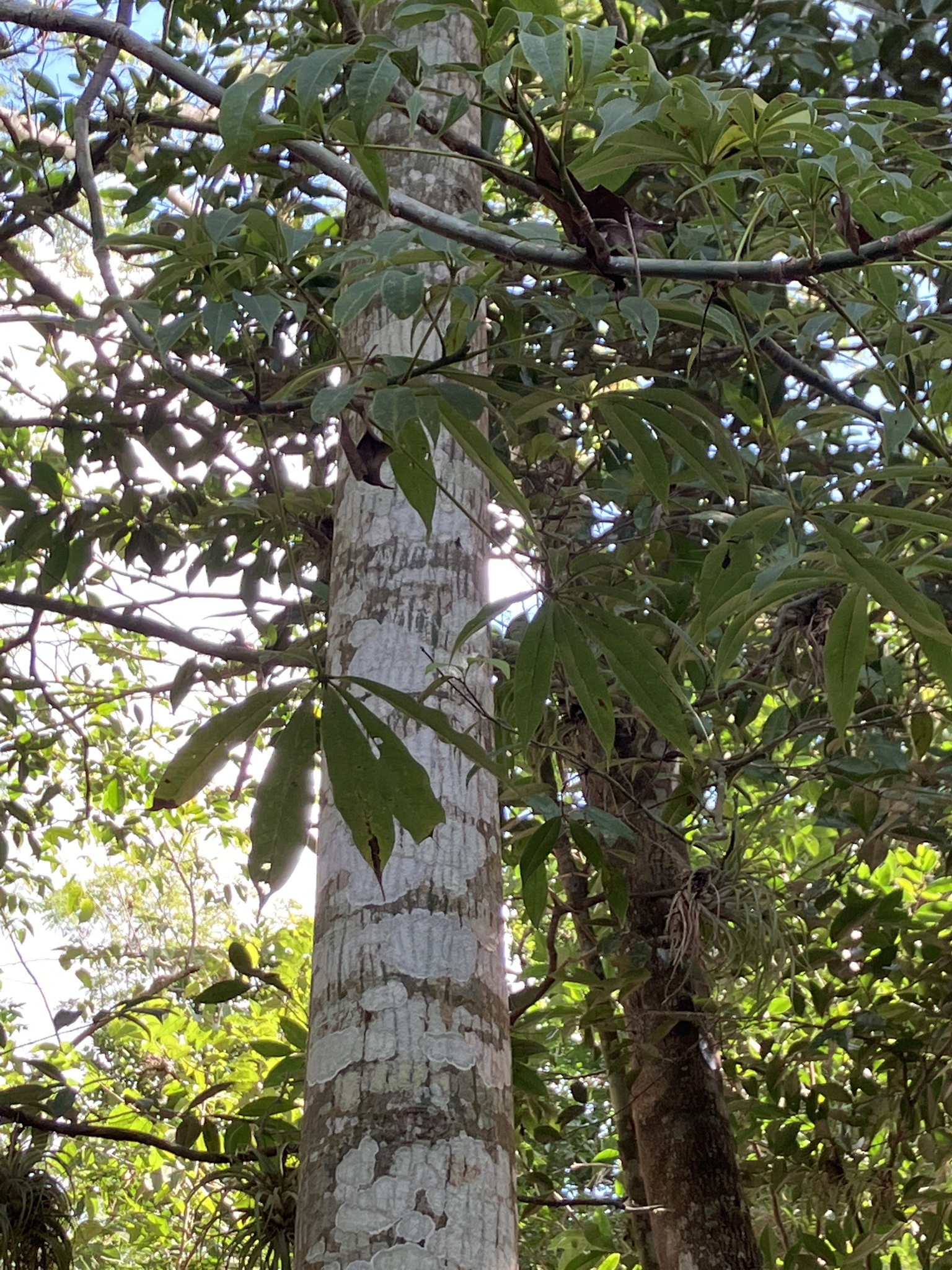 Ceiba pentandra (L.) Gaertn.
