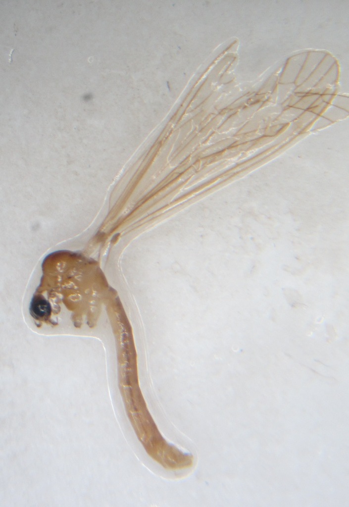 Dicranomyia Stephens, 1829