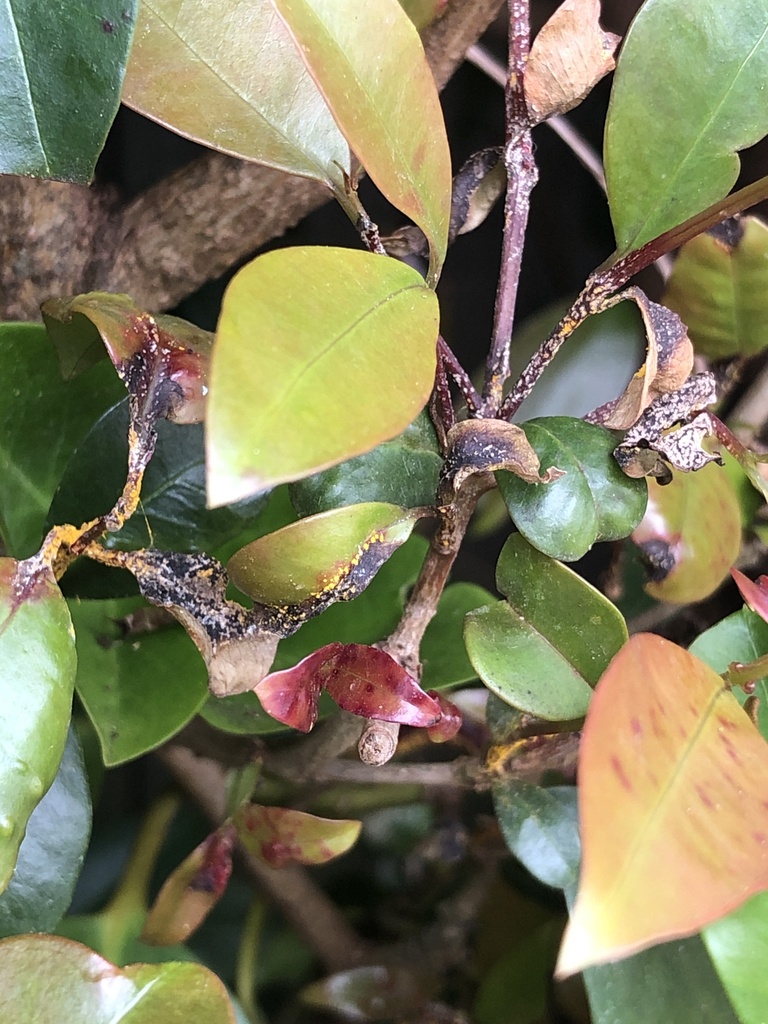 Myrtle Rust from North Island, Auckland, Auckland, NZ on January 13 ...