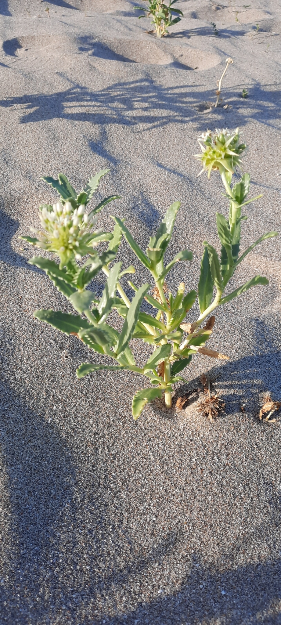 Calyceraceae