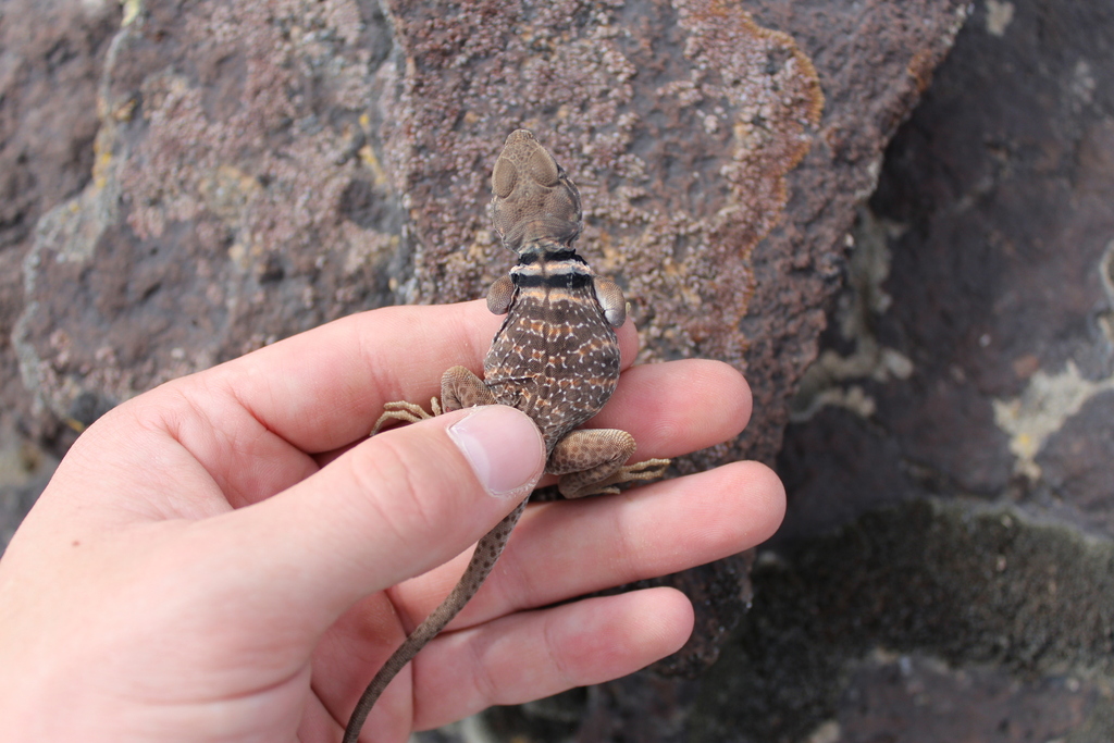 Desert Collared Lizard in September 2020 by Riley Frasier · iNaturalist