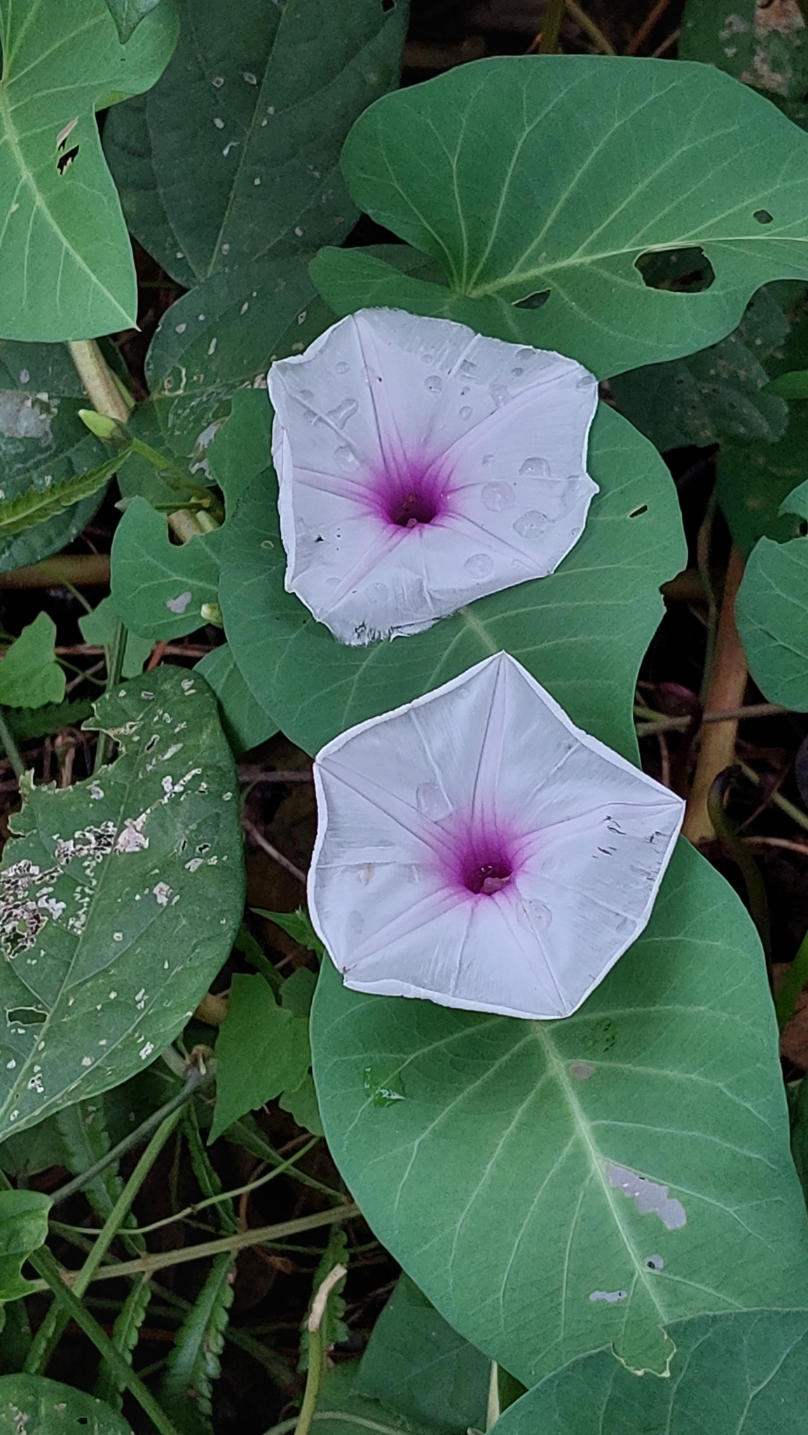 Ipomoea aquatica Forssk.