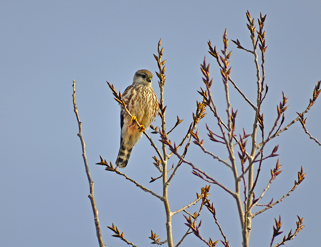 Prairie Merlin from Kaysville, UT 84037, USA on January 12, 2023 at 02: ...