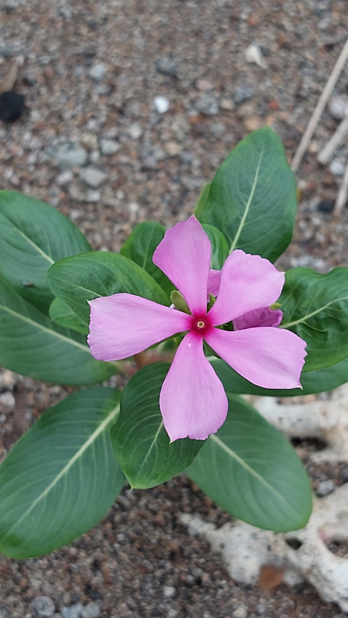 Catharanthus roseus (L.) G.Don