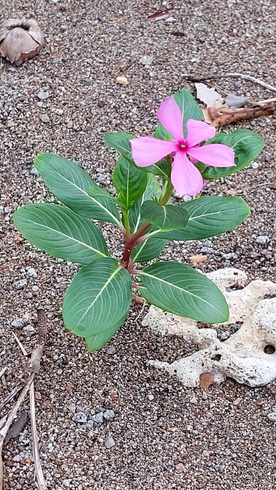 Catharanthus roseus (L.) G.Don