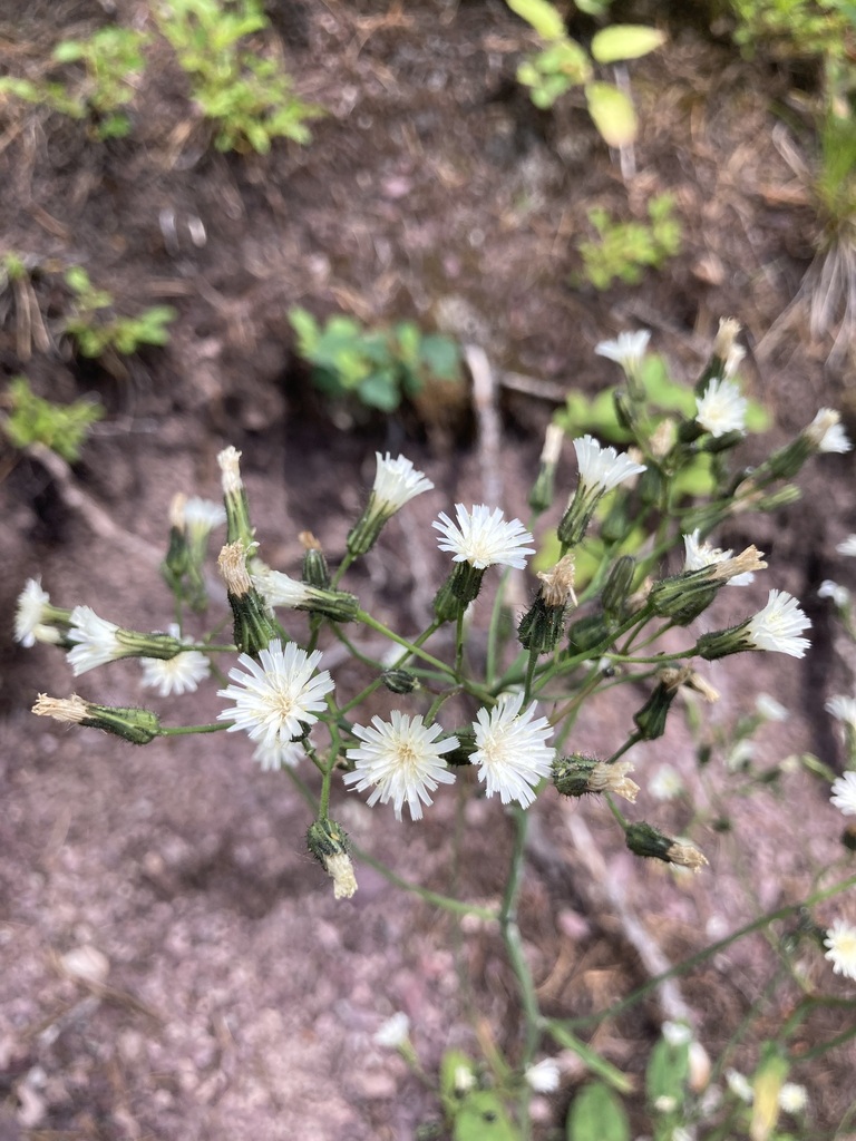 white hawkweed from Improvement District No. 4, AB T0K, Canada on July ...