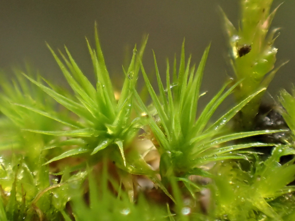 Didymodon from Whiting Ranch Wilderness Park, Lake Forest, CA, US on ...