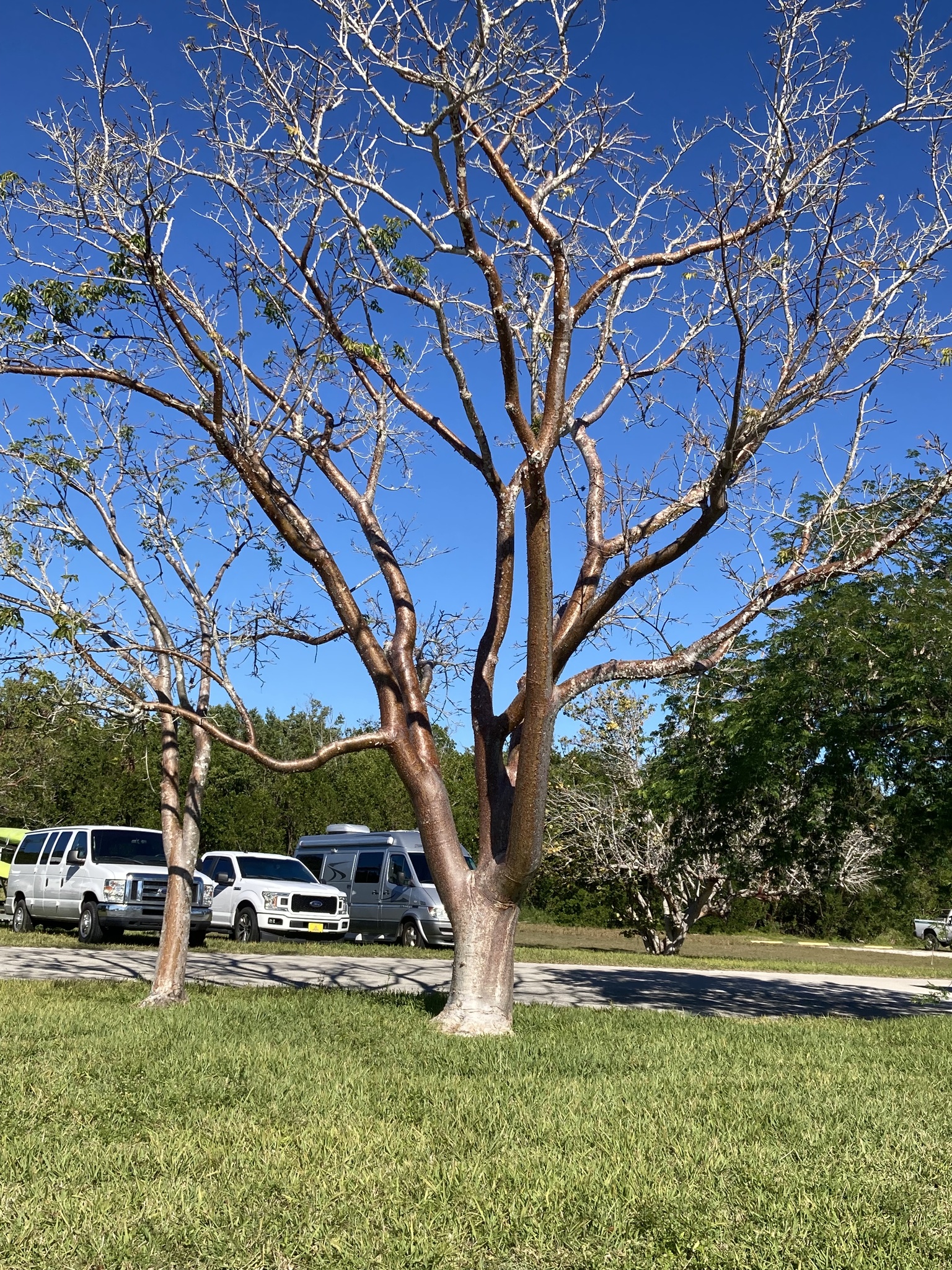 Bursera simaruba (L.) Sarg.
