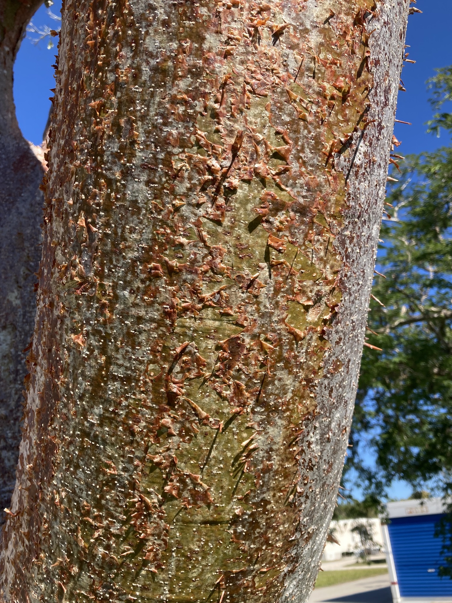 Bursera simaruba (L.) Sarg.