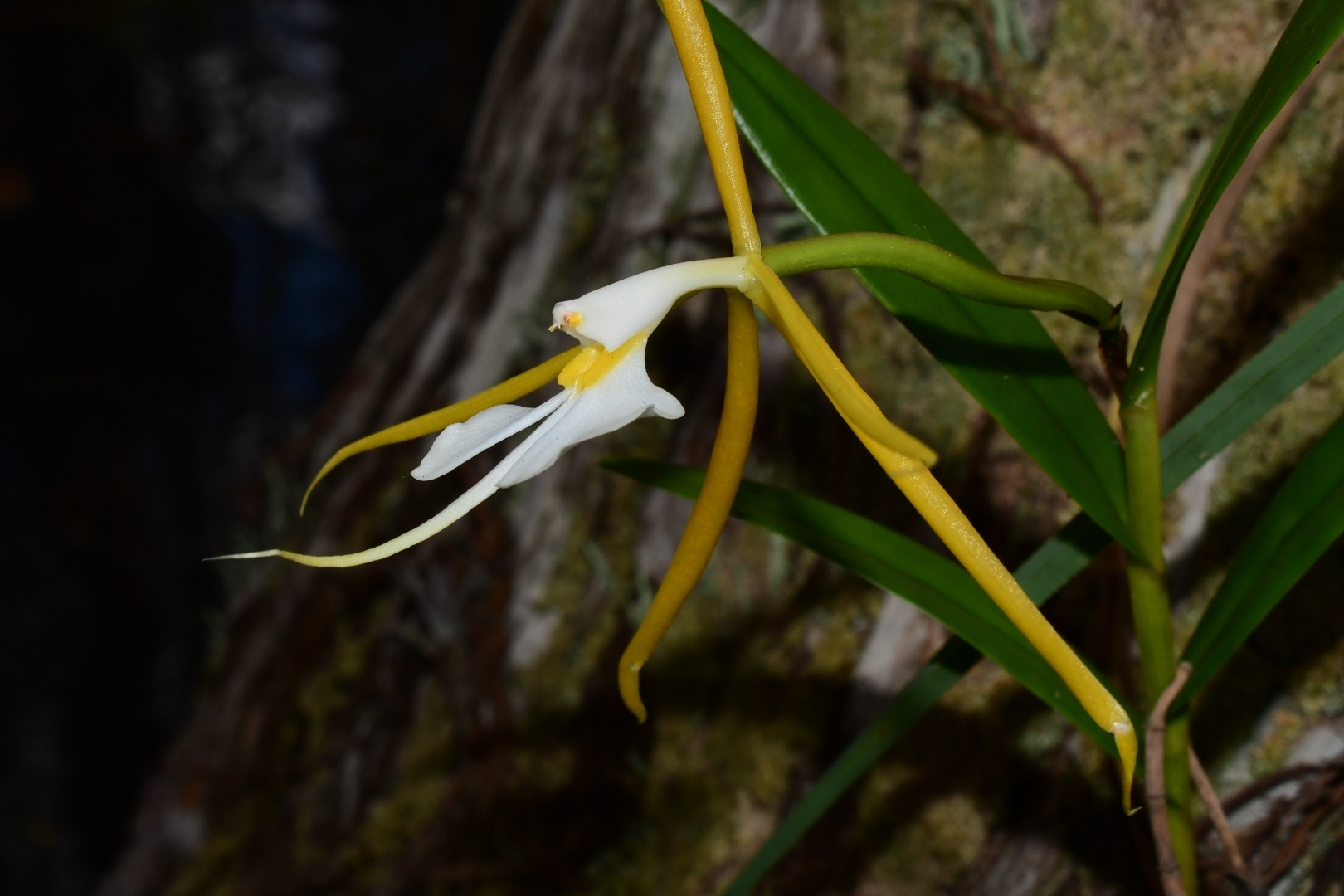 Epidendrum L.