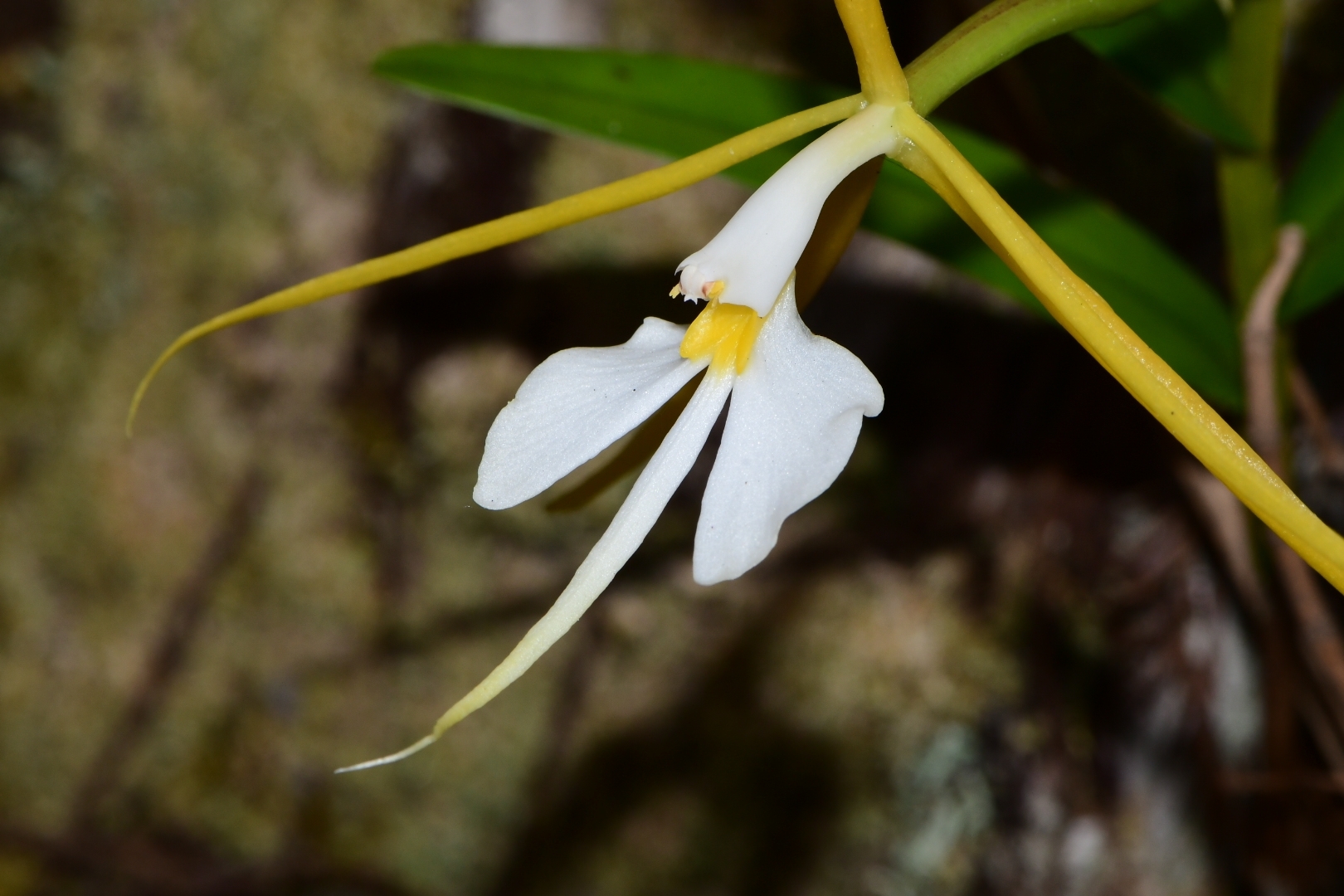 Epidendrum L.