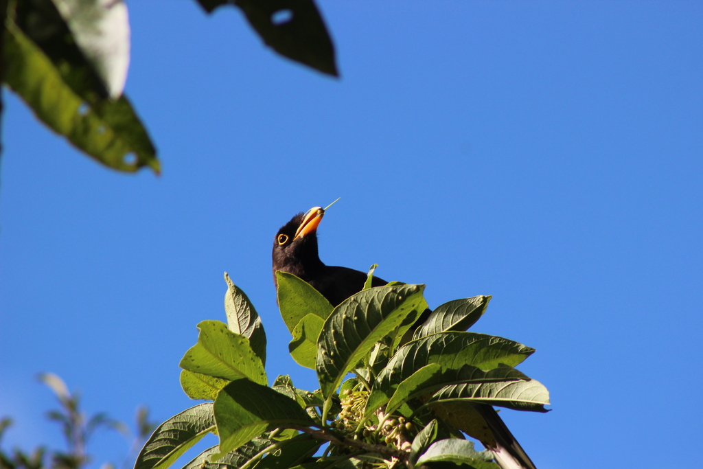 Brown Jay from Puntarenas Province, Monteverde, Costa Rica on December ...